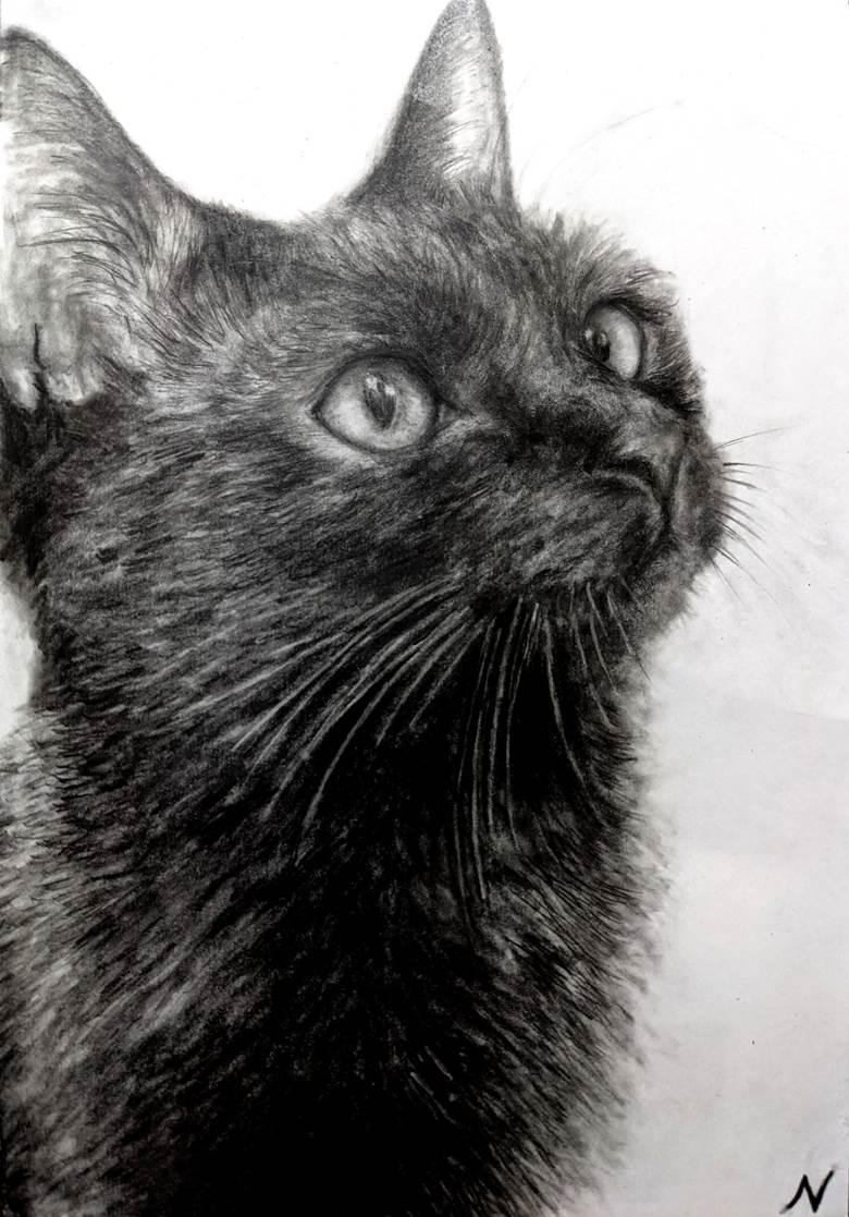 黒|N的黑猫动物插画图片 | BoBoPic